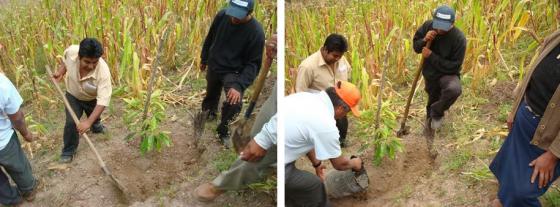 Fertigation | SSWM - Find tools for sustainable sanitation and water ...